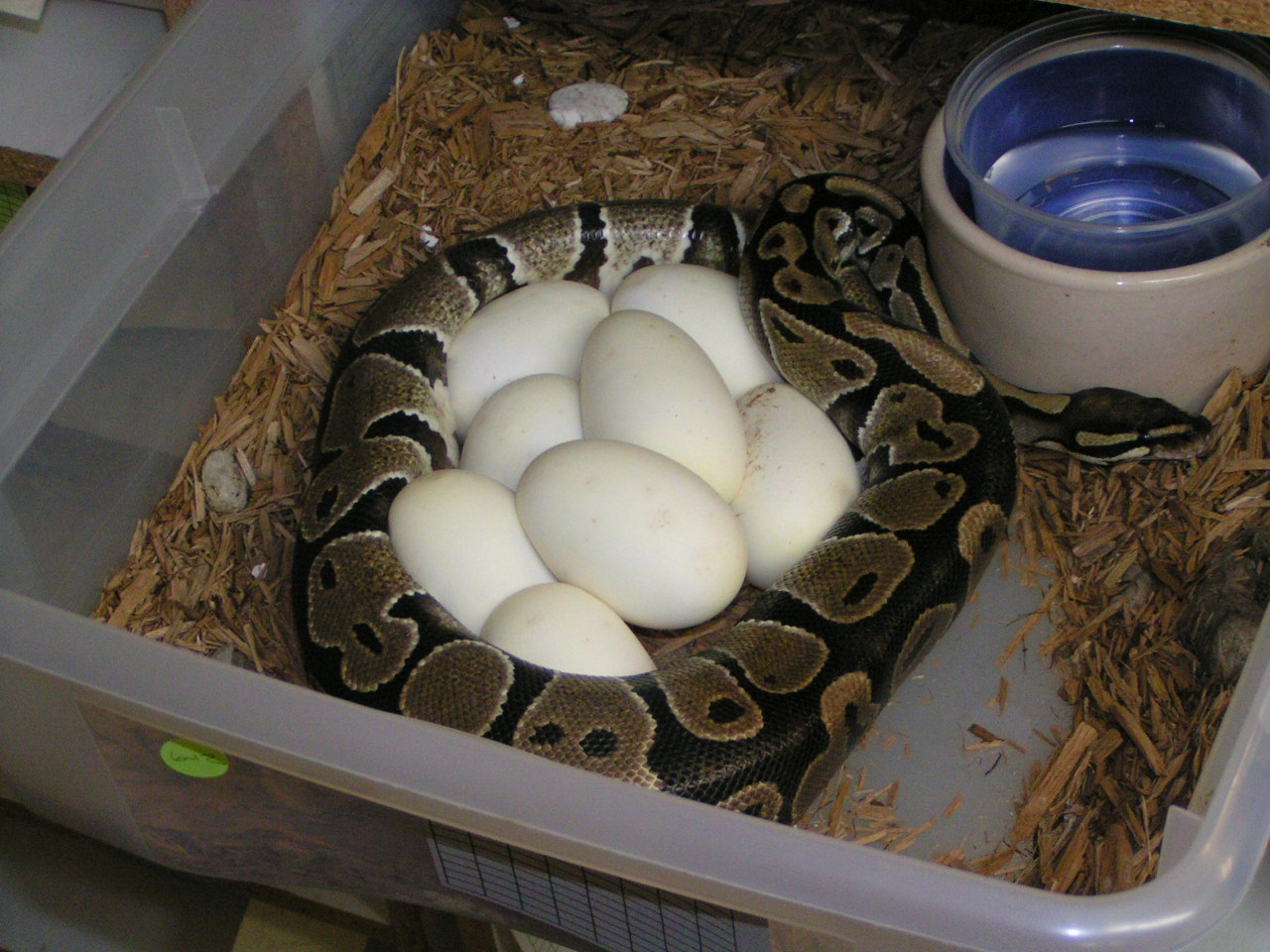 incubator 2010-2 ball python silverstreak clutch
