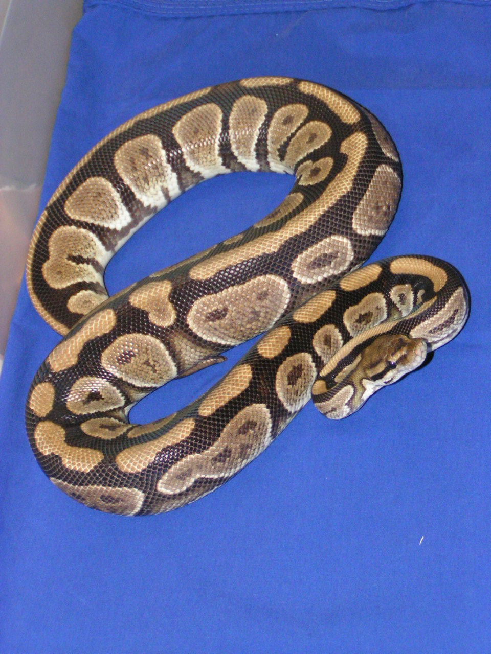 incubator 2010-2 ball python silverstreak clutch