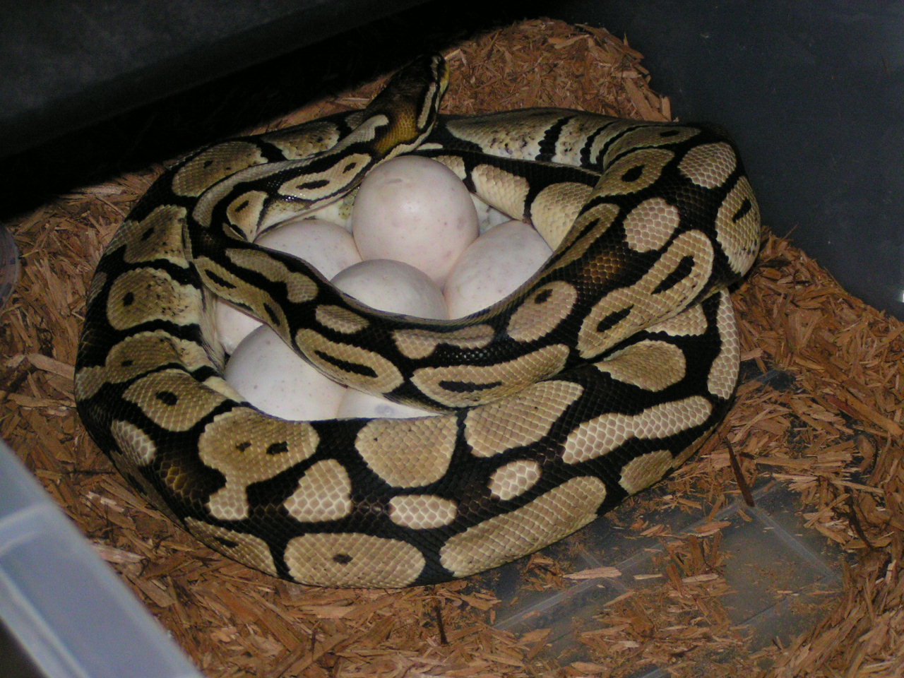 incubator 2010-2 ball python silverstreak clutch